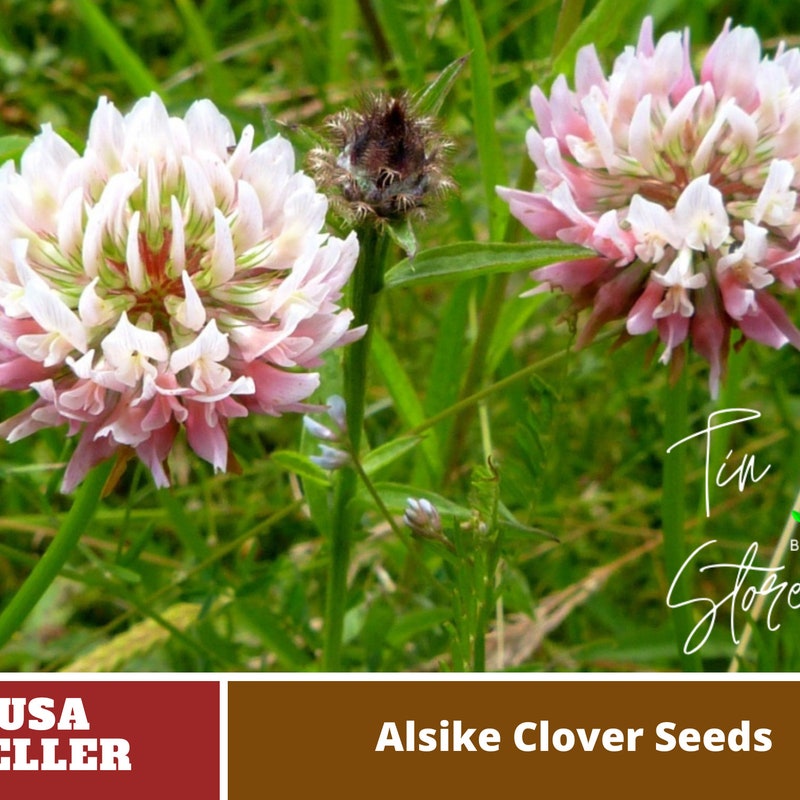 Air Purifying Plant - Etsy