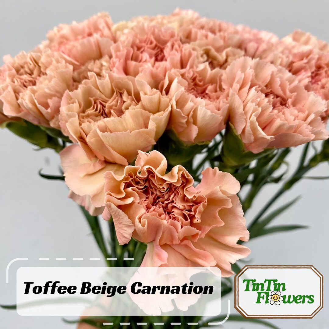 30+ Toffee Beige Carnations - Dianthus Seeds - Container - Balcony ...