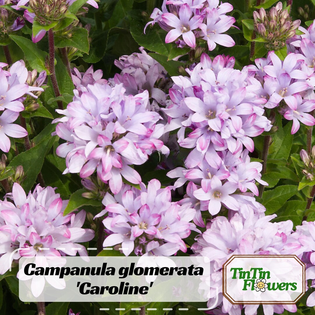 Campanula Glomerata 'caroline' - Authentic Seeds - Canterbury Bells ...