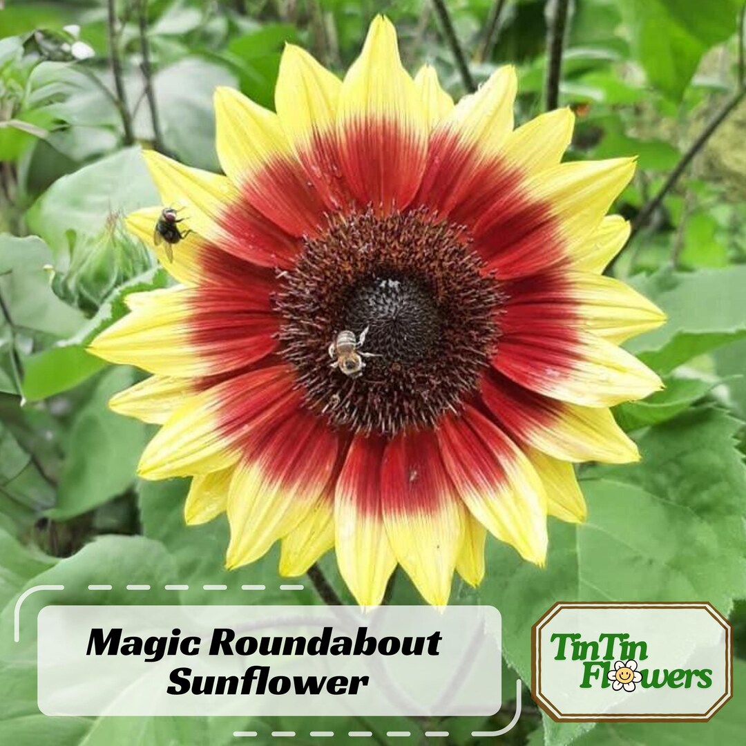 25s|sunflower Magic Roundabout Seeds -helianthus Annuus - Open ...