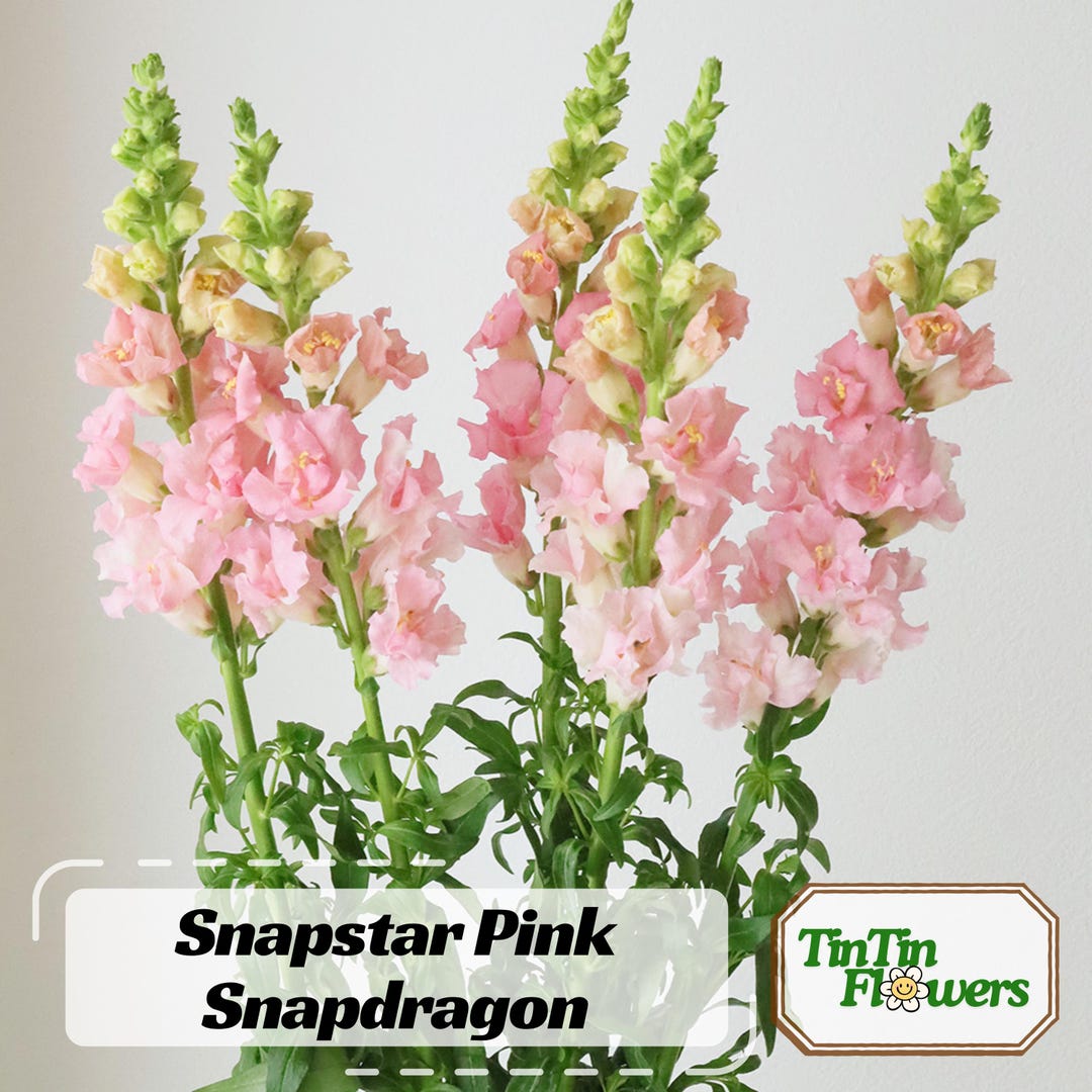 30 Seeds| Snapstar Pink Snapdragon Seeds - Cold Resistant - Attracts ...