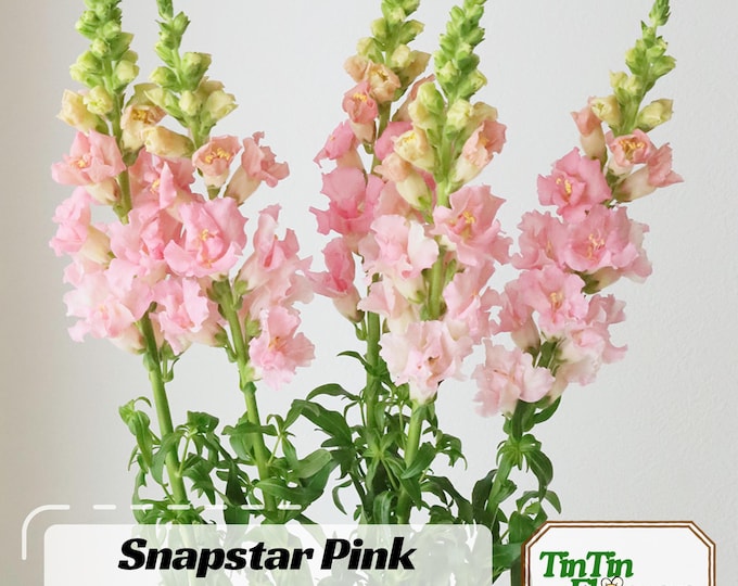 Double Frappe Light Pink Snapdragon Seeds - 25 Seeds - Etsy