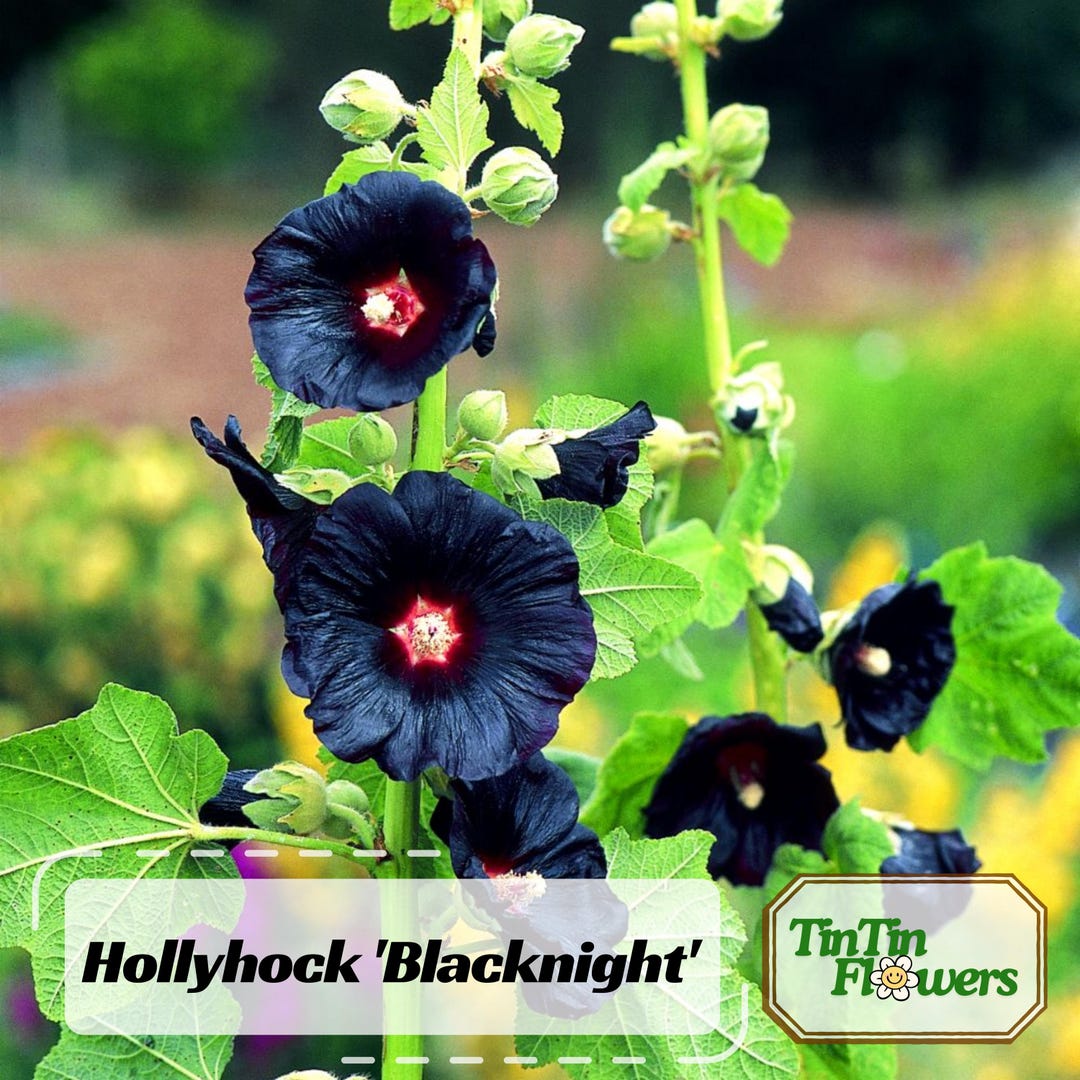 Hollyhock 'blacknight' Authentic Seeds GMO Free Seedsflower Seedsherbs ...