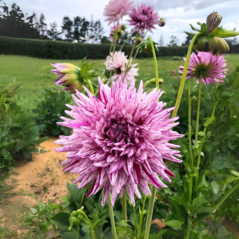 Purple Bedazzled Dahlia Perennial Flower Seeds-pollinator Friendly ...