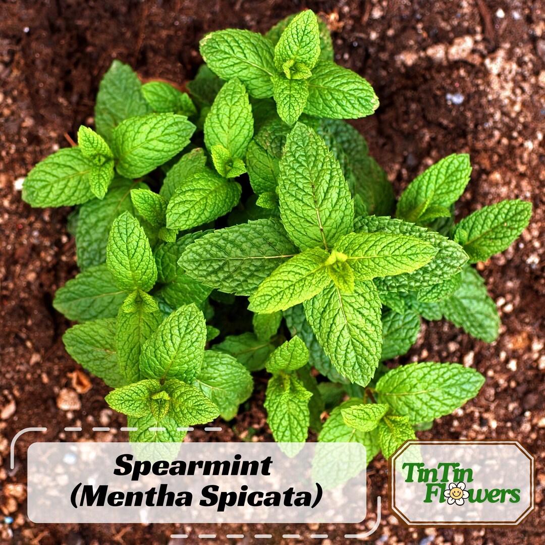 Mentha Spicata Seeds -perennial -authentic Seeds-flowers -organic. Non ...