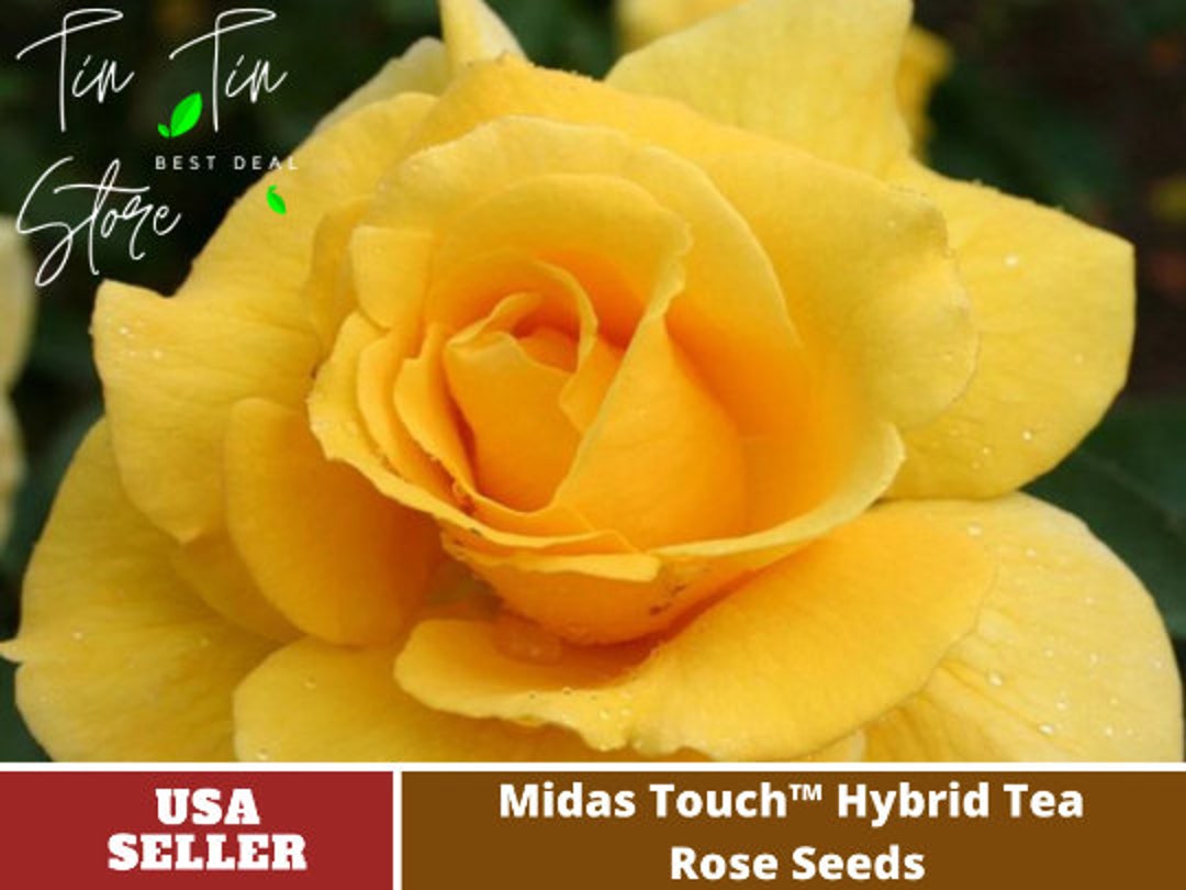 Midas Touch Rose Seeds-perennial authentic Seeds-flowers organic. Non ...