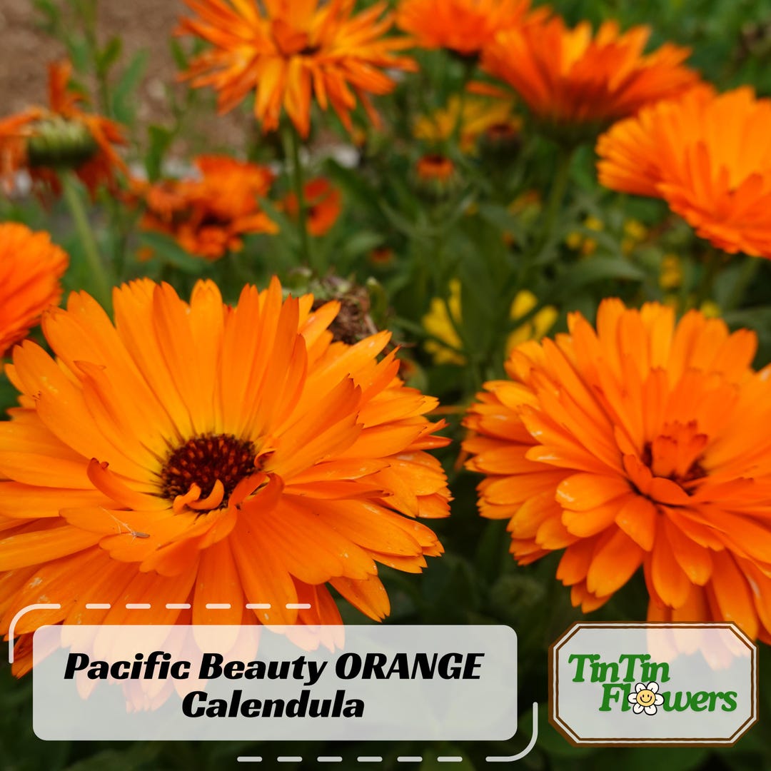 50 Orange Calendula Flower Seeds -perennial -authentic Seeds-flowers ...
