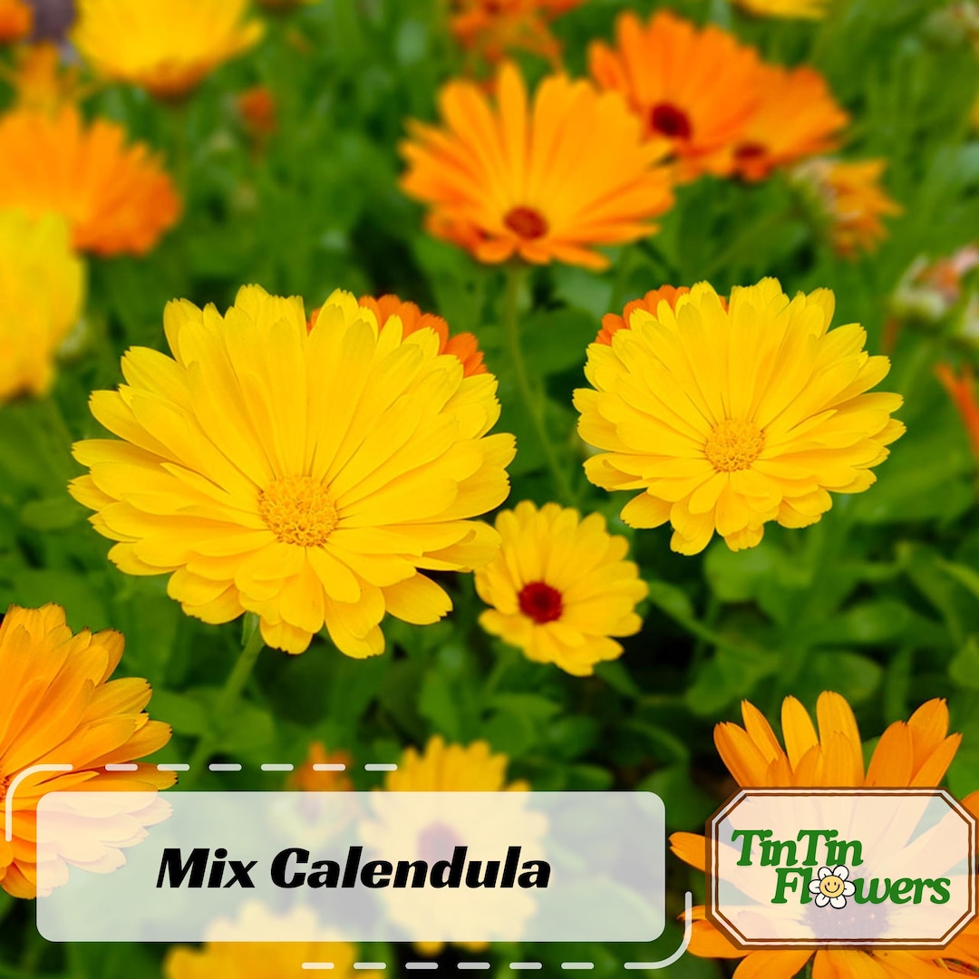 Sunset Mix Calendula Seeds-perennial -authentic Seeds-flowers -organic ...