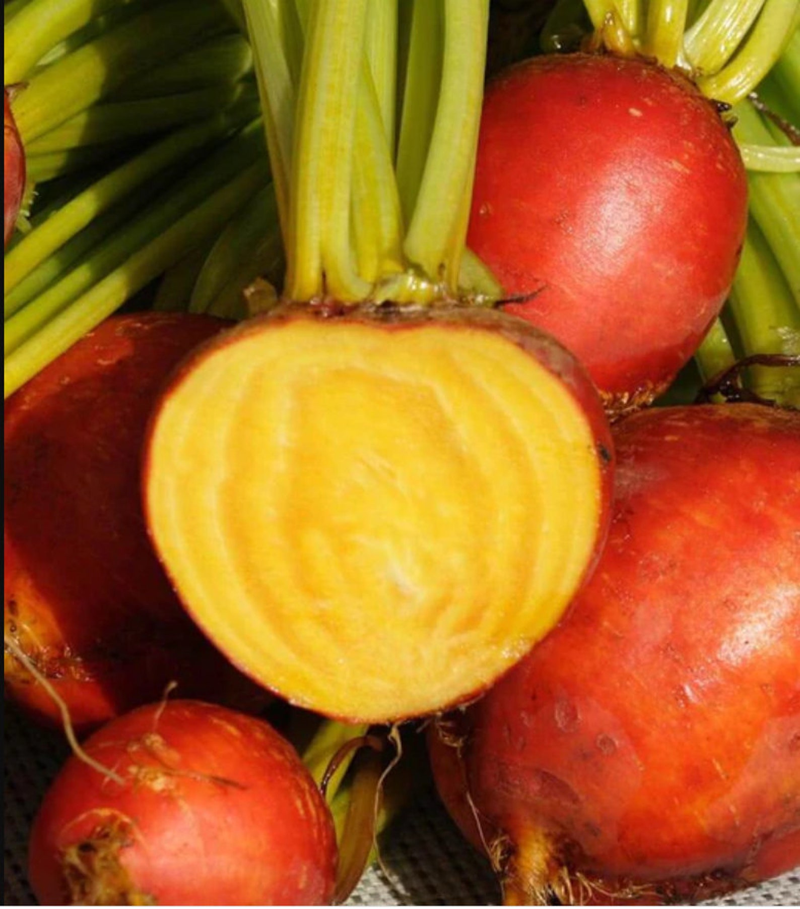 30 Seeds Touchstone Gold Beet Seeds-perennial authentic - Etsy