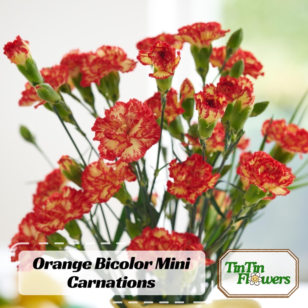 Orange Bicolor Mini Carnations - Dianthus Seeds- Authentic - Open ...
