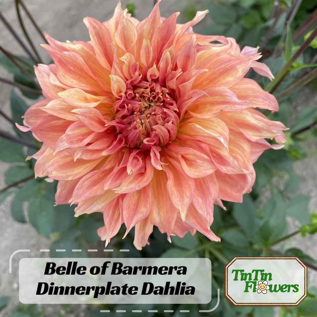 Giant Dinnerplate Dahlia Belle Seeds - Pollinator Friendly- Open ...