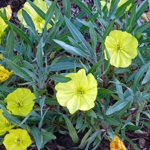 Missouri Primrose dwarf Oenothera Macrocarpa Evening Primrose Seeds ...