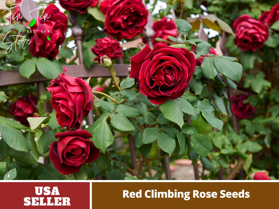 Red Climbing Rose Seedsperennial Authentic Seeds Mix Seeds Late Winter ...