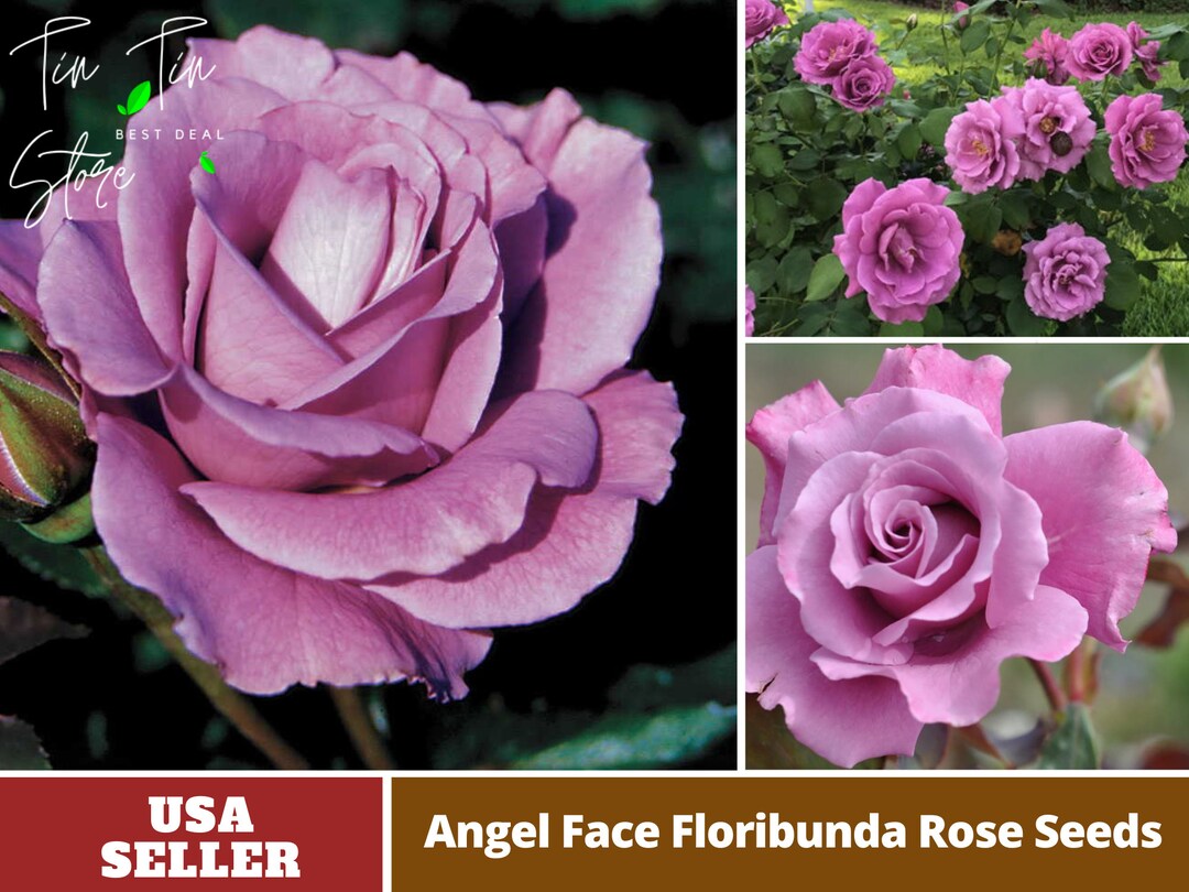 Purple Tropical Sunset Rose Seeds perennial Authentic Seeds Mix Seeds ...