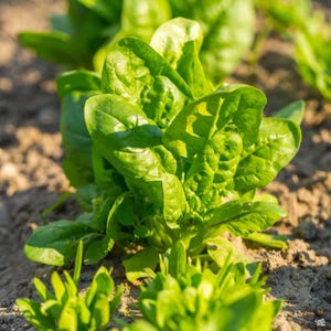 Bloomsdale Long Spinach Seeds - Authentic -vegetables - Non-gmo ...