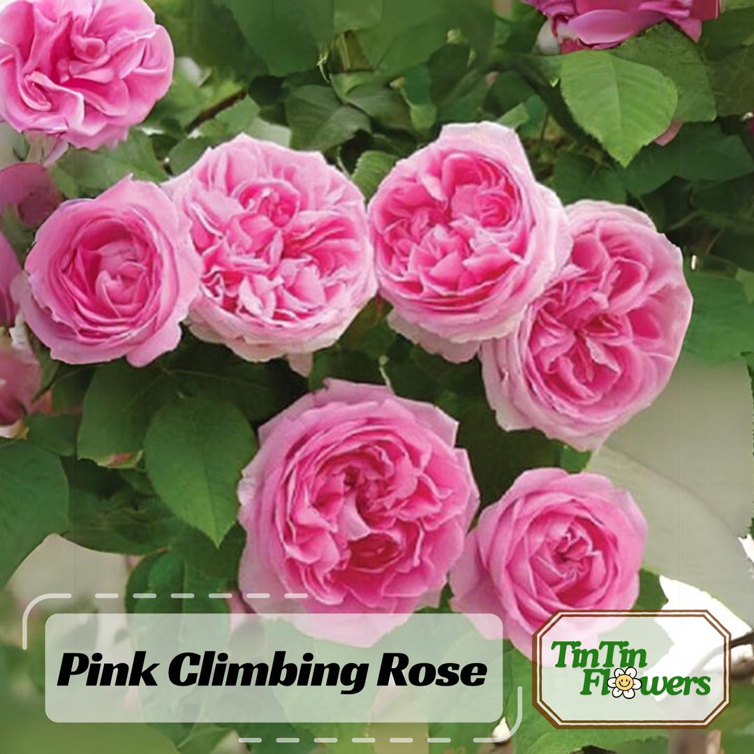 Pink Climbing Rose Seeds-perennial Authentic Seeds Mix Seeds Late ...