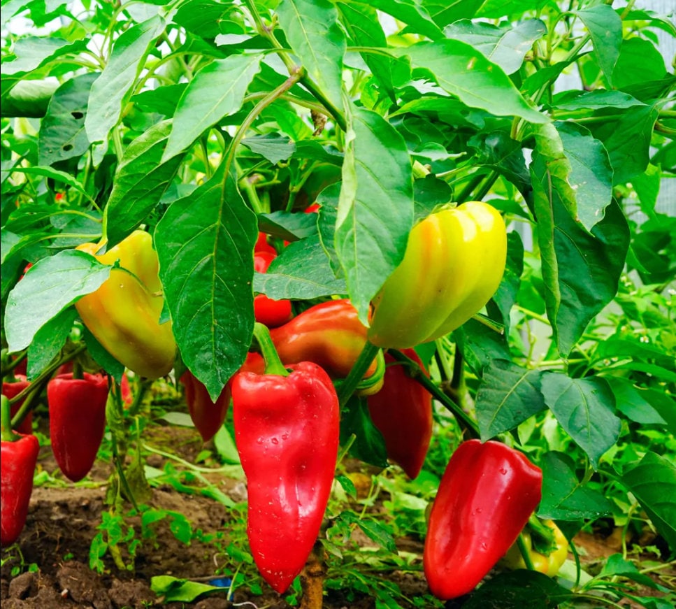 30+ Lunchbox Sweet Pepper Seeds – Heirloom Organic Non-gmo Mini Bell ...
