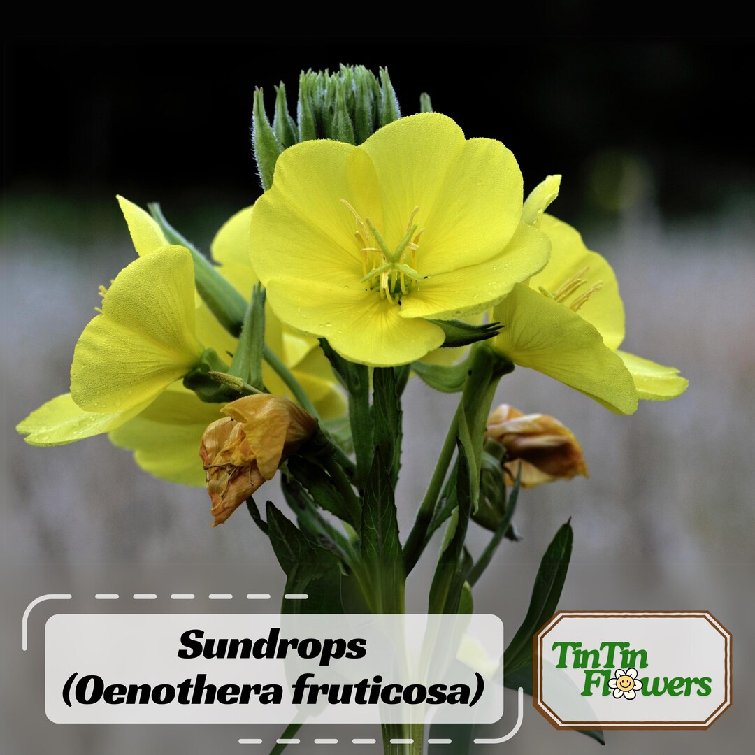 Oenothera Fruticosa Seeds | Sundrops & Evening Primrose | Bright Yellow ...