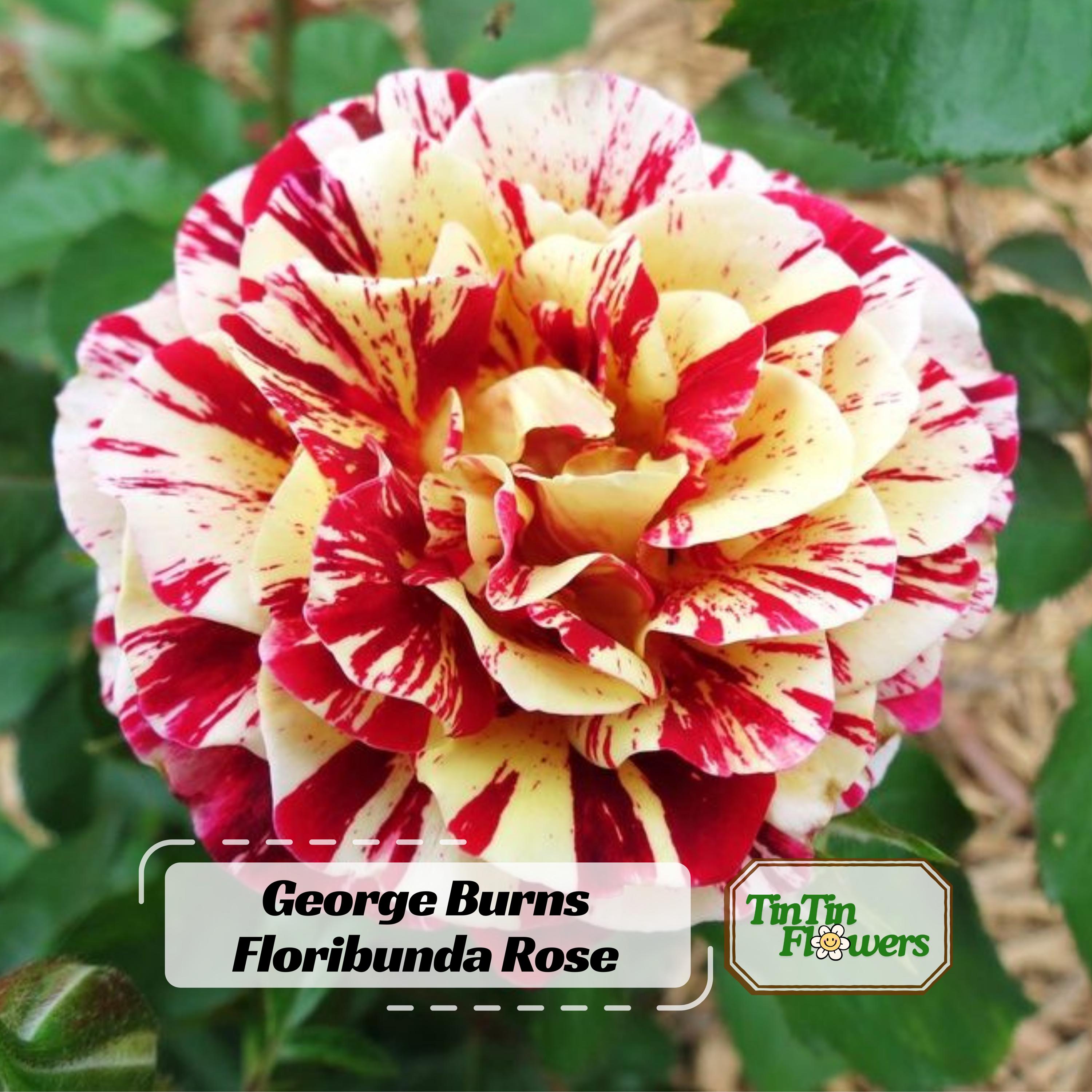 30+ George Burns Floribunda Rose Seeds - Authentic Seed - Clumping ...