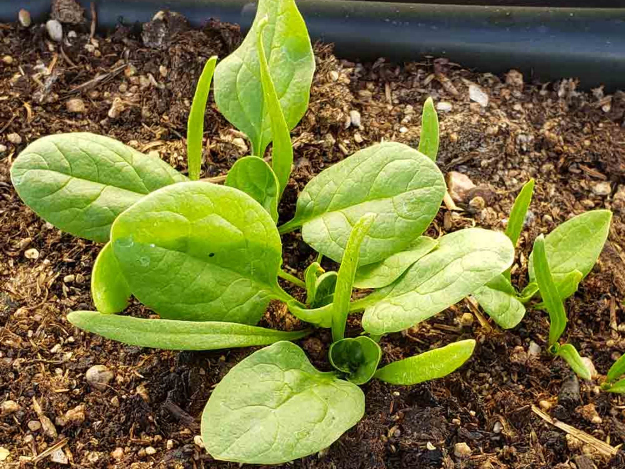 50 Seeds| Bloomsdale Long Spinach Seeds - Authentic -vegetables - Non ...