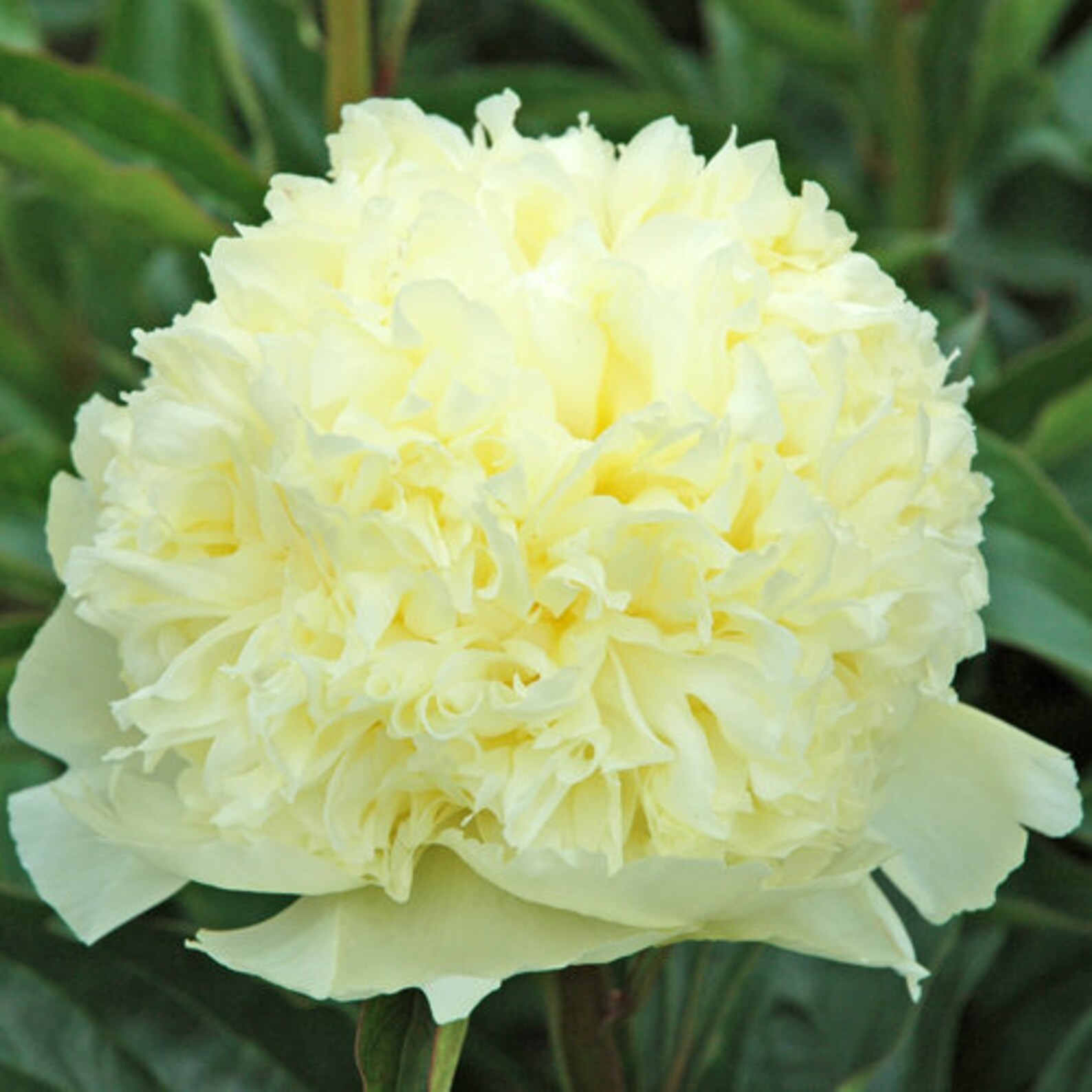 10 Seeds Goldilocks Peony Flower Seeds for Planting in the - Etsy Hong Kong
