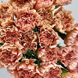 30+ Toffee Beige Carnations - Dianthus Seeds - Container - Balcony ...