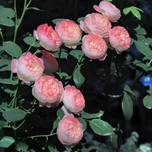 30+ Tatami Room Rose Seeds - Perennial - Authentic Seeds - Mix Seeds ...