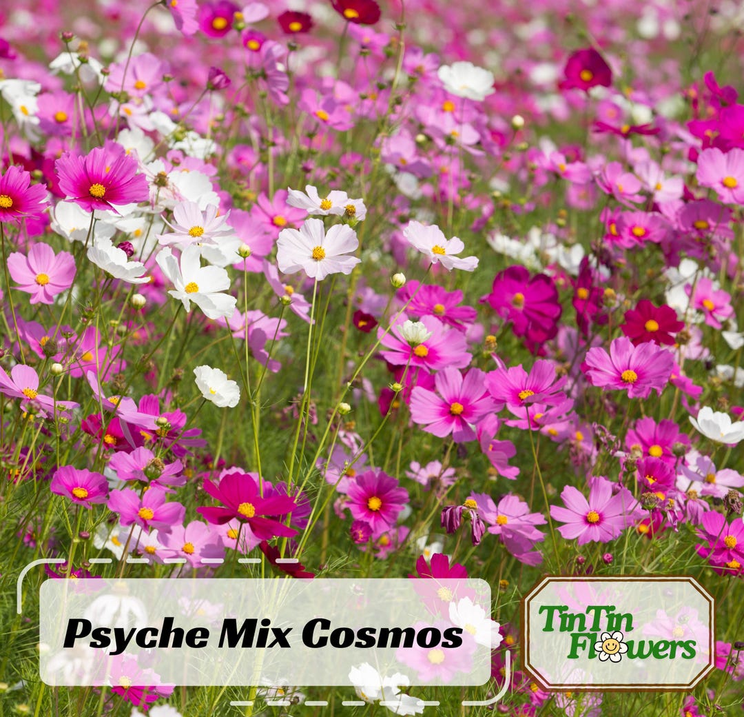 50 Psyche Mix Cosmos Seeds - Open-pollinating - Clumping - Easy to Grow ...