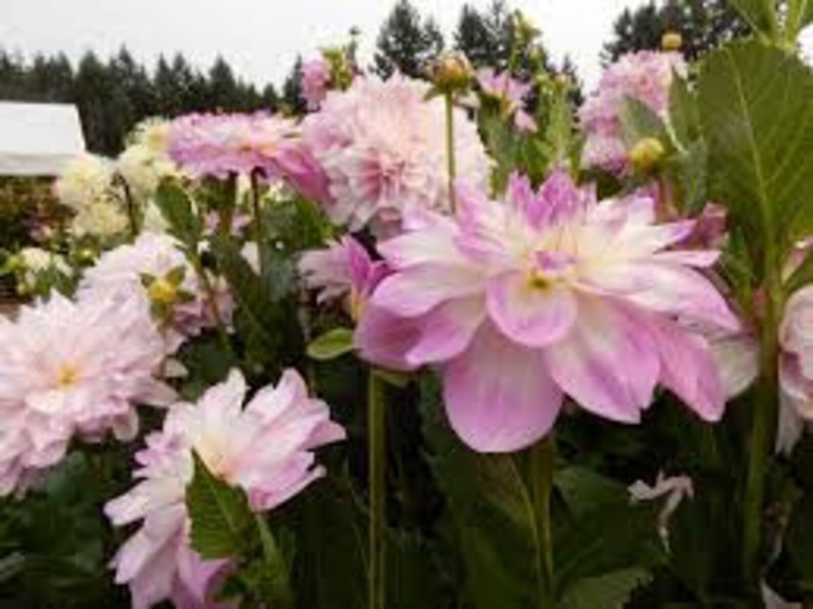 40 Seeds Mikayla Miranda Dahlia Seeds-perennial authentic - Etsy