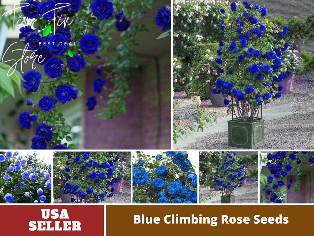 Blue Climbing Rose Seeds perennial Authentic Seeds Mix Seeds Late ...