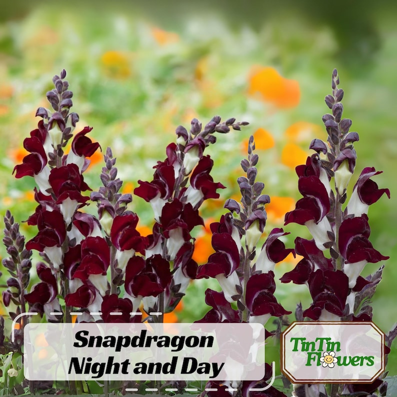 Snapdragon Night and Day Seeds - Cold Resistant - Attracts Pollinators ...