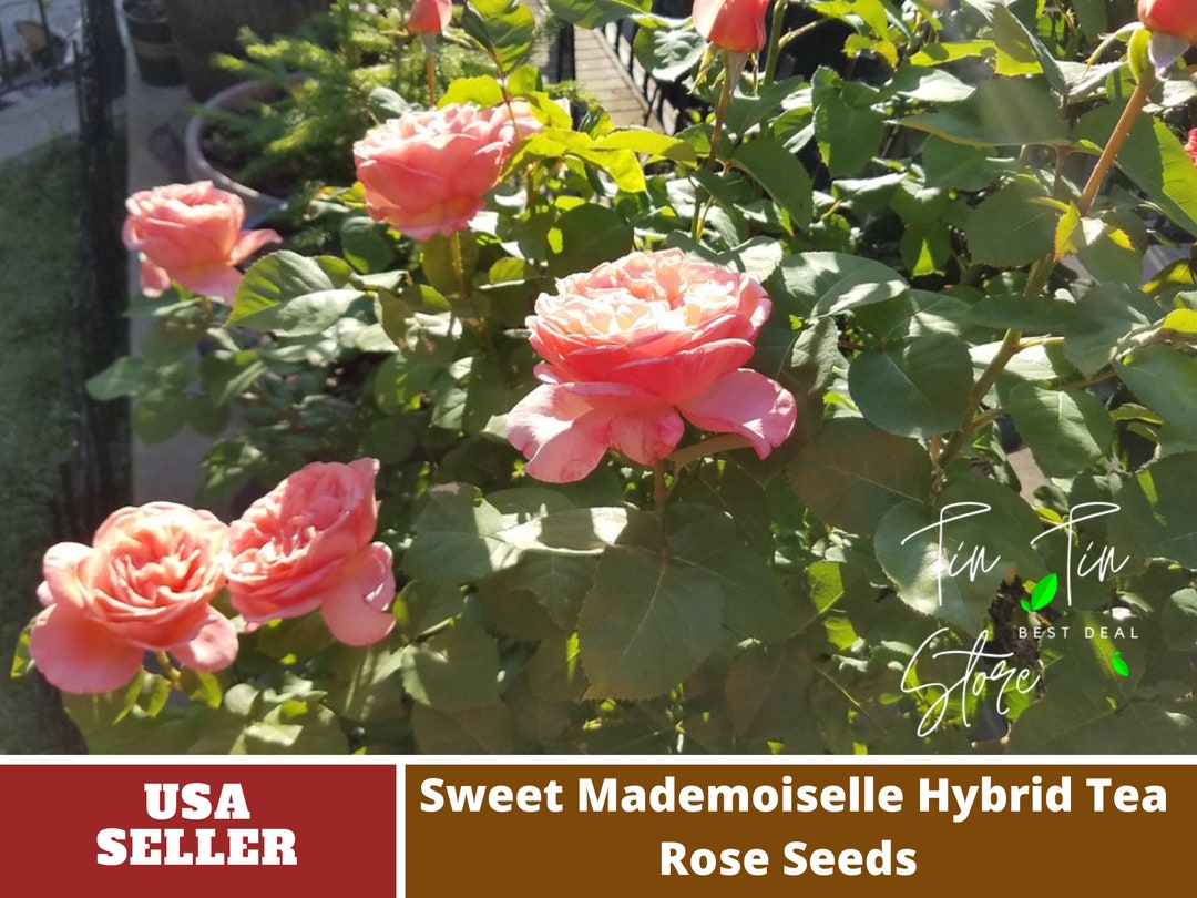 30 Seeds Pink Sweet Mademoiselle Hybrid Tea Rose Seeds perennial ...