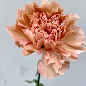 30+ Toffee Beige Carnations - Dianthus Seeds - Container - Balcony ...