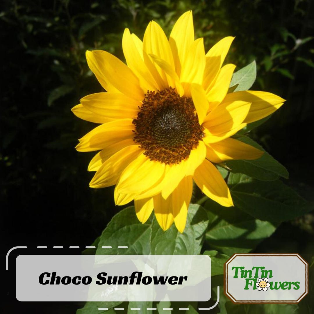 Choco Sun Sunflower Seeds -helianthus Annuus - Open-pollinated ...