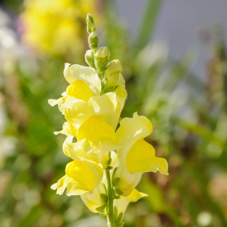 Yellow Rocket Snapdragons Seeds - Cold Resistant - Potted - Attracts ...