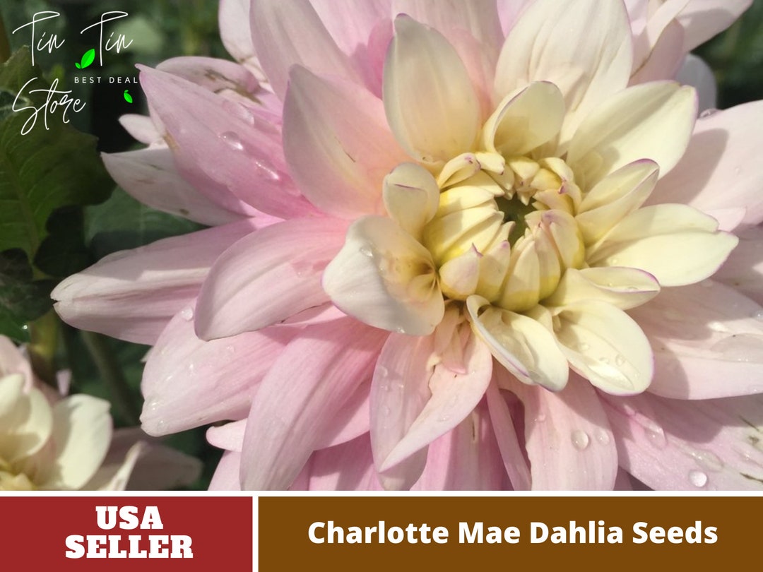 40 Seeds Charlotte Mae Dahlia Seeds perennial authentic - Etsy