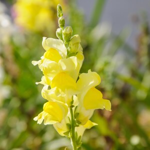 Yellow Rocket Snapdragons Seeds - Cold Resistant - Potted - Attracts ...