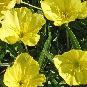 Missouri Primrose (dwarf) - Oenothera Macrocarpa - Evening Primrose ...