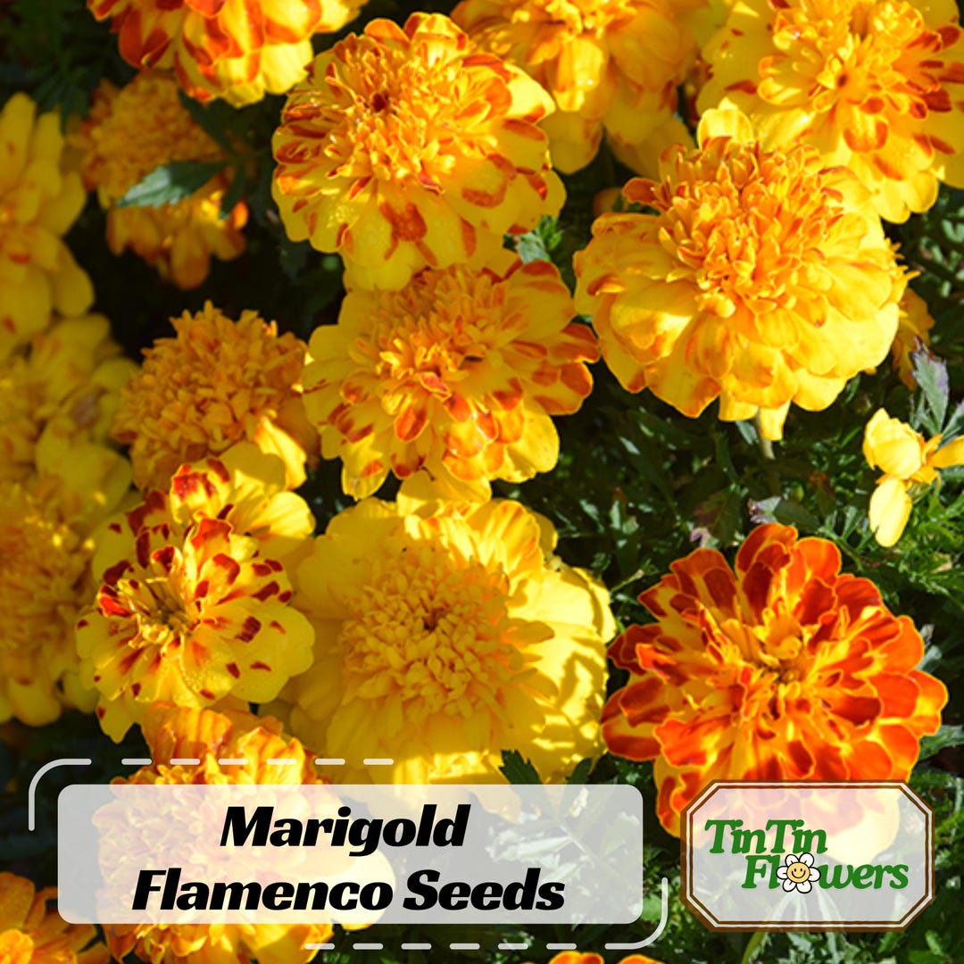 Marigold Flamenco Seeds - Edible -open-pollinating -draft Resistant ...