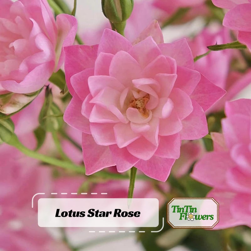 Flower Rose Lotus - Etsy