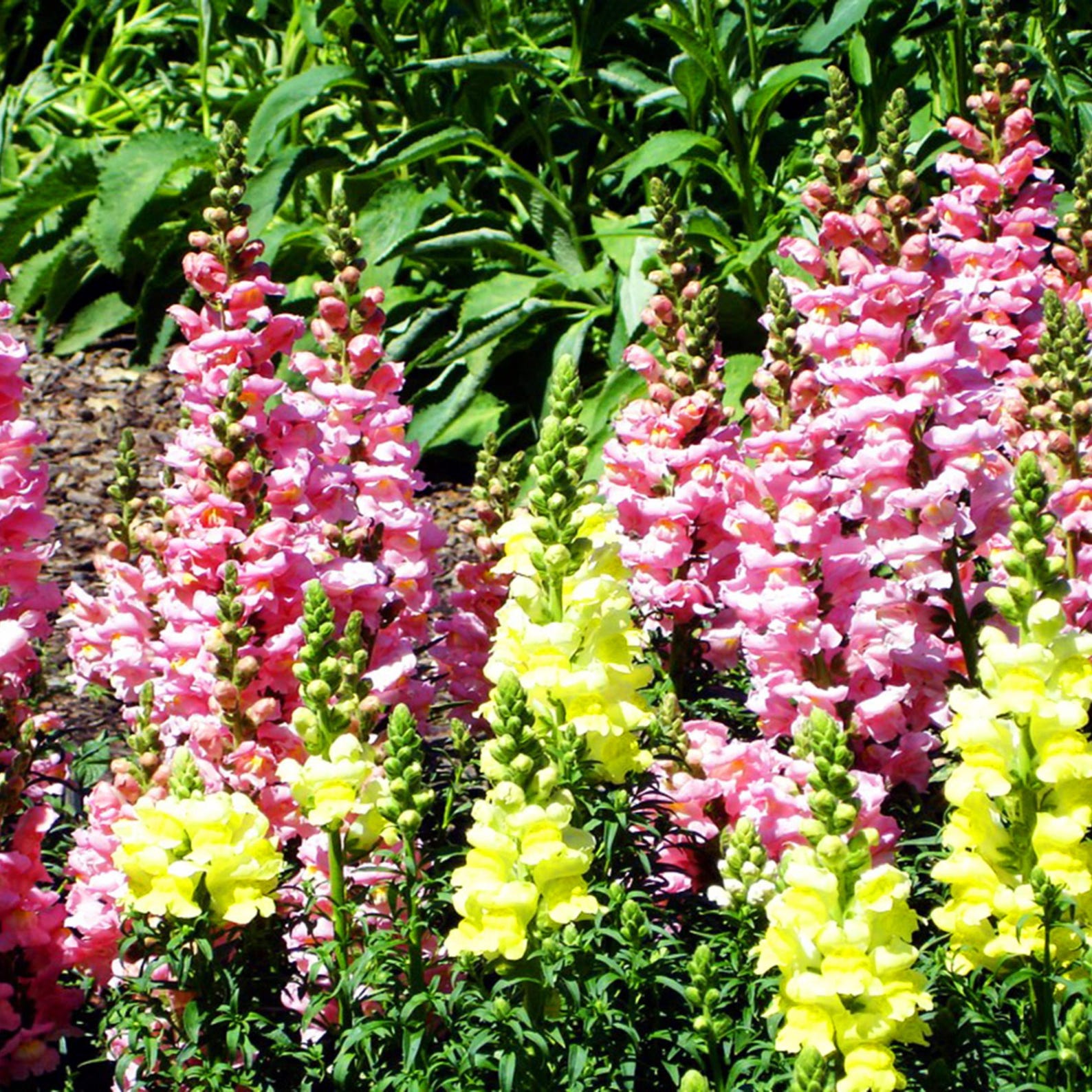 30+ Pink Rocket Snapdragons Seeds - Cold Resistant - Potted - Attracts ...