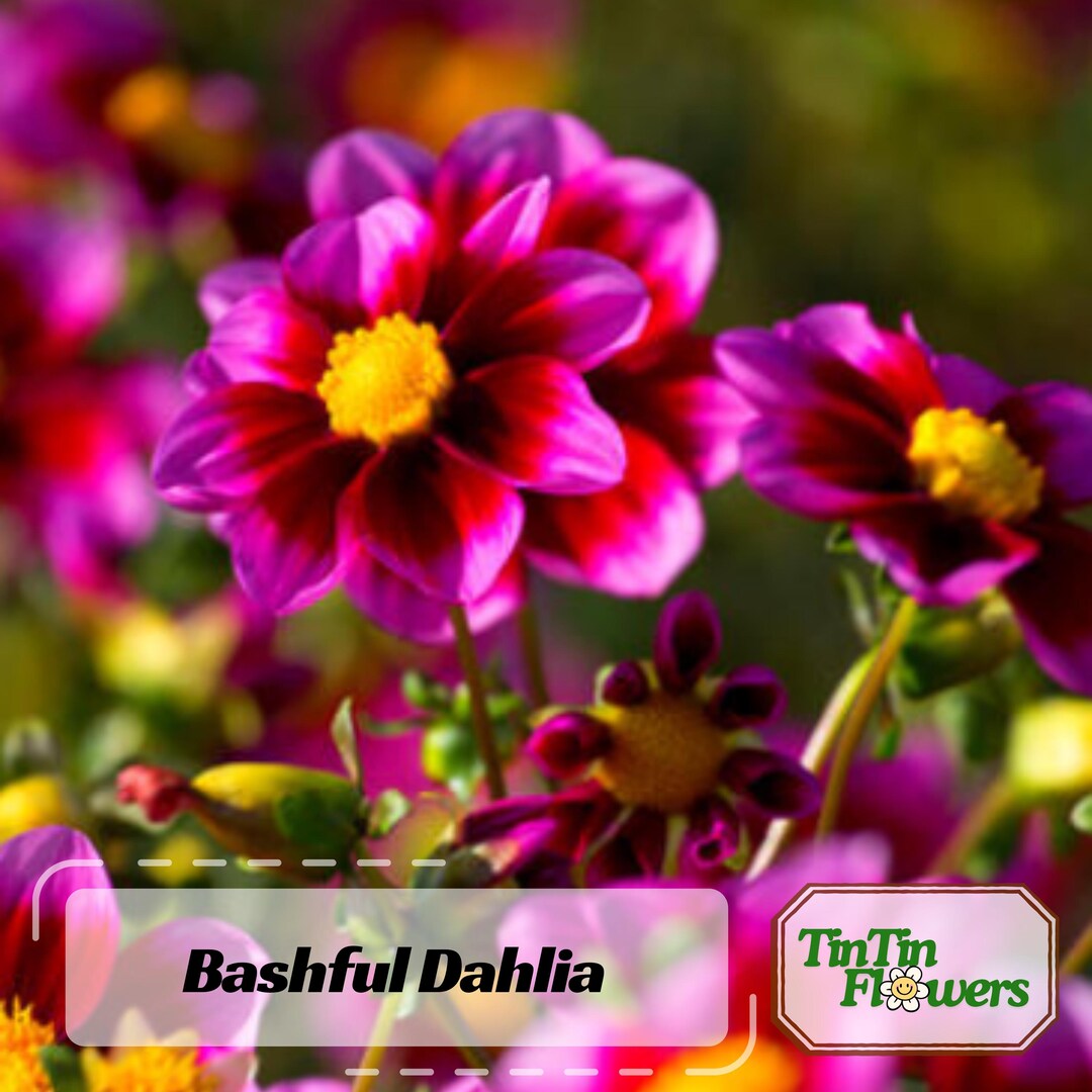 Bashful Dahlia Seeds- Pollinator Friendly- Open Pollinated - Heirloom ...