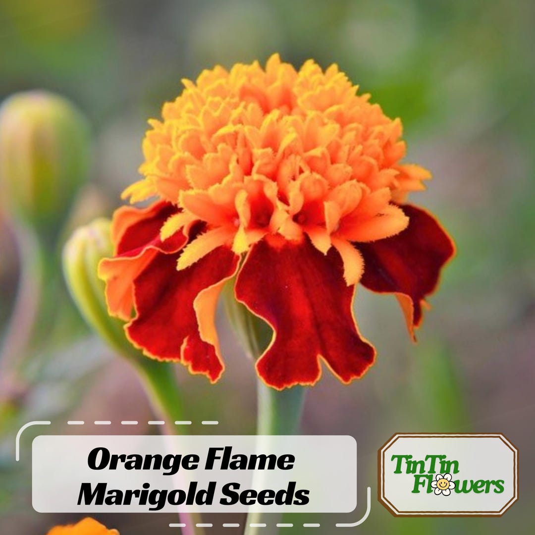 Orange Flame Marigold Seeds - Edible -open-pollinating - Draft ...