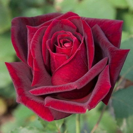 Red Rose Bush Seeds