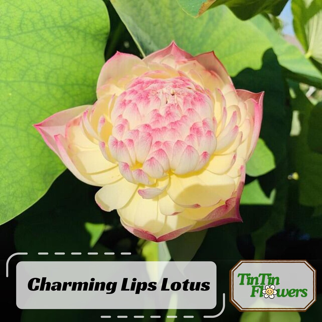 5+ Rare Seeds| "charming Lips Lotus Seeds - Indian Lotus (nelumbo ...