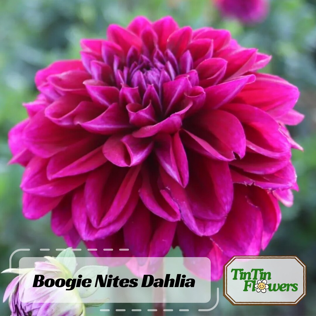 Boogie Nites Dahlia Seeds- Pollinator Friendly- Open Pollinated ...