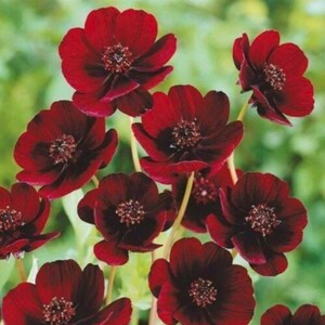 50s|red Futaba Rare Chocolate Cosmos Mix Seeds- Open-pollinating ...