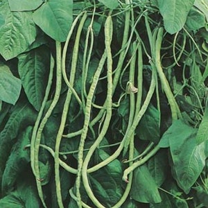 20 Seeds Yard Long Bean Seeds Perennial authentic Seeds-flowers organic ...
