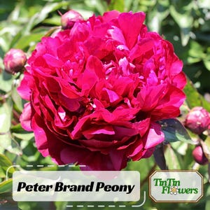 Peter Brand Peony Seeds -paeonia - Attract Butterflies - Open ...