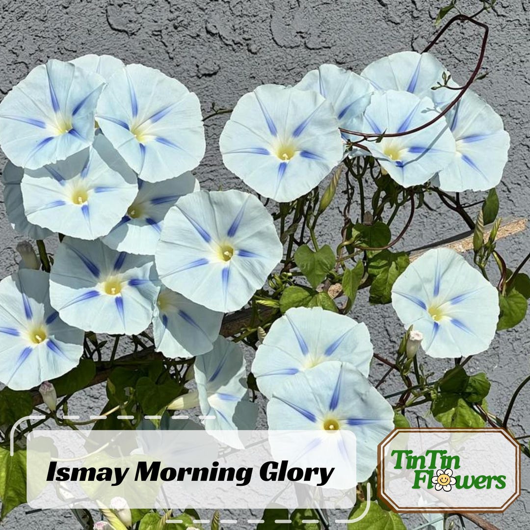 30s|light Blue Ismay Morning Glory Seeds | Authentic Ipomoea | Hardy ...